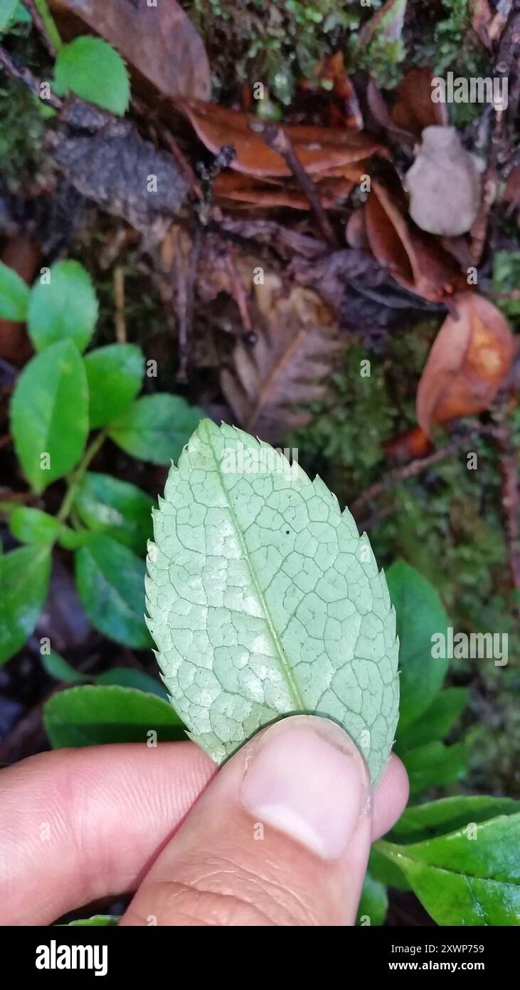 Ilex anomala hi-res stock photography and images - Alamy