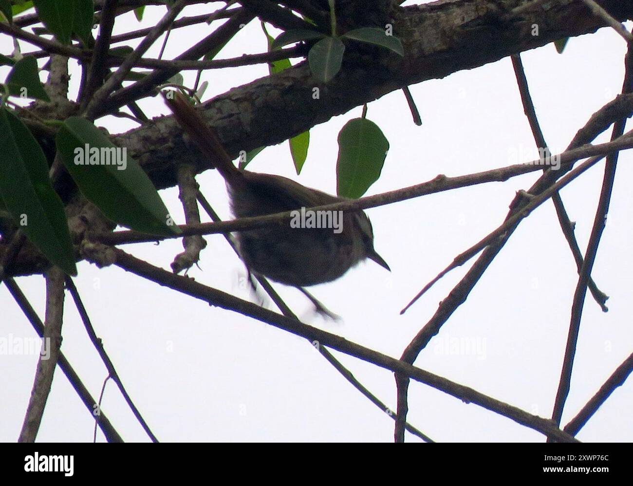 Stripe-crowned Spinetail (Cranioleuca pyrrhophia) Aves Stock Photo - Alamy