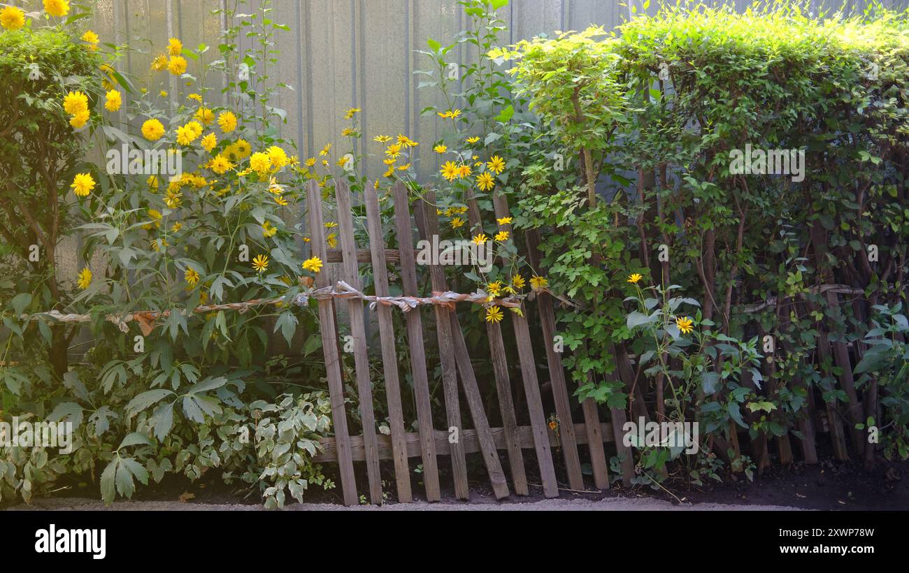 Yellow wildflowers blooming in garden hi-res stock photography and ...