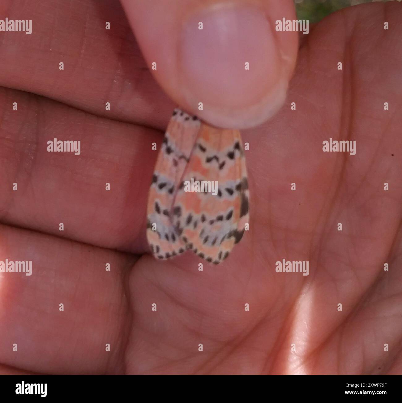 Ornatrix hi-res stock photography and images - Alamy