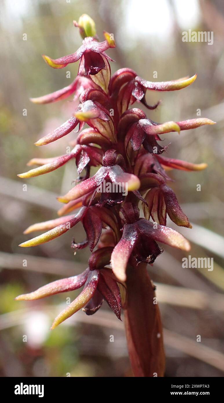 Genoplesium hi-res stock photography and images - Alamy