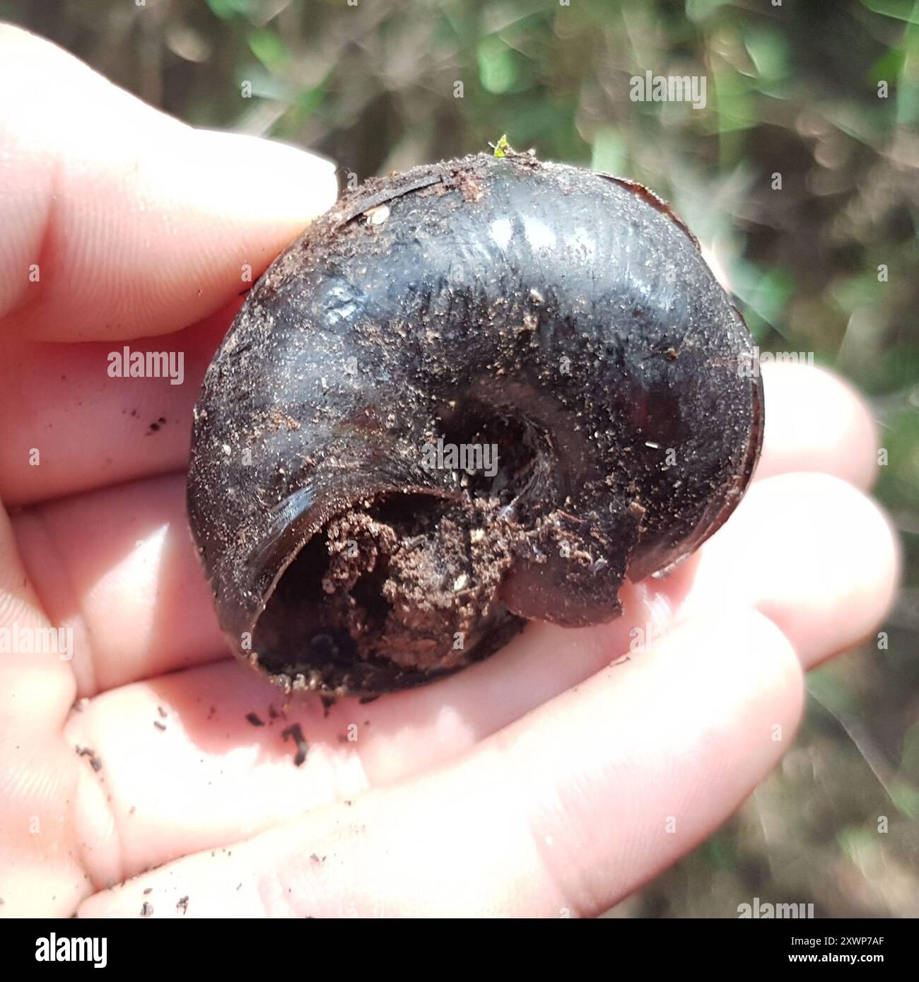 Kauri Snail (Paryphanta busbyi) Mollusca Stock Photo - Alamy