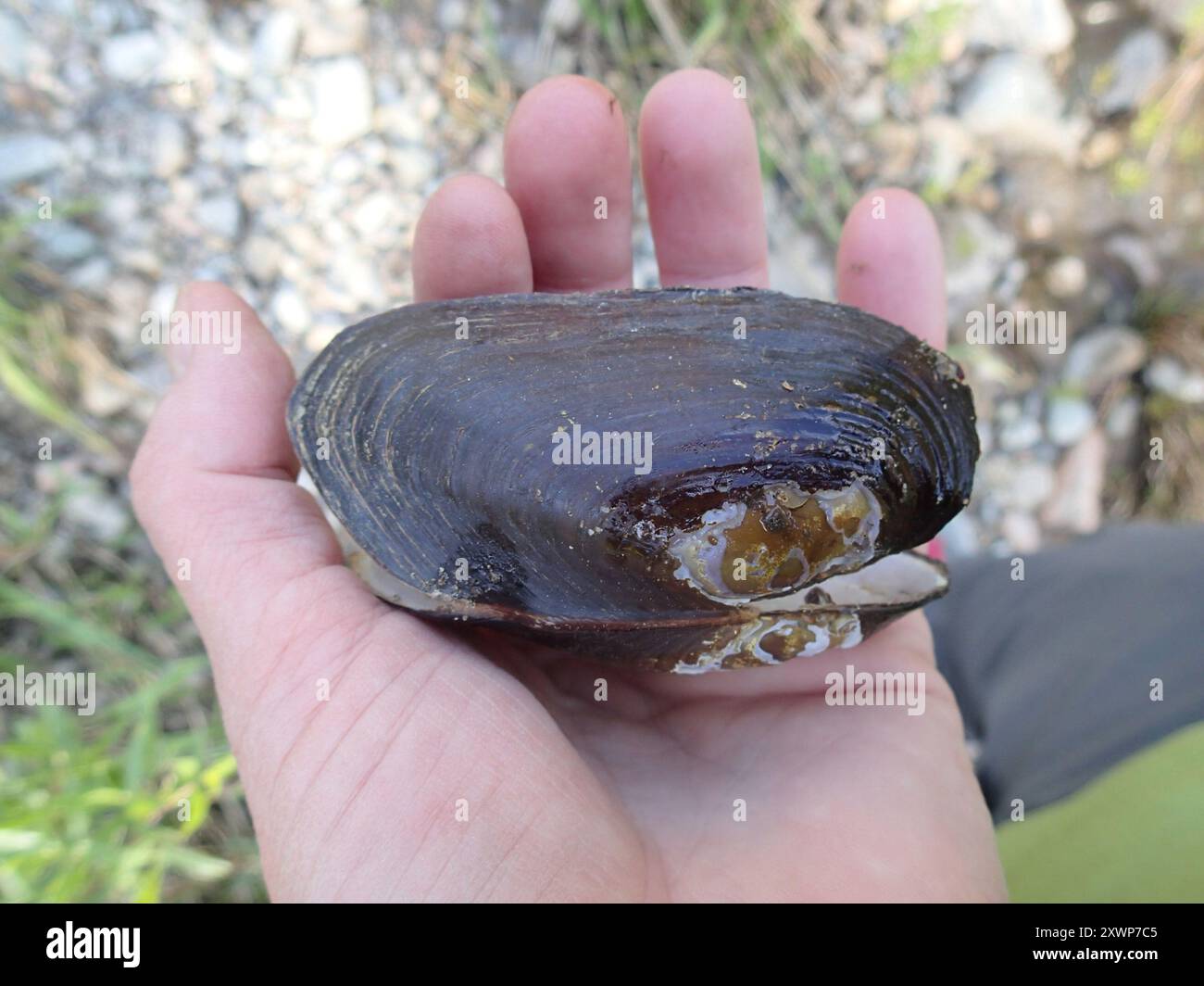 Western Pearlshell (Margaritifera falcata) Mollusca Stock Photo - Alamy