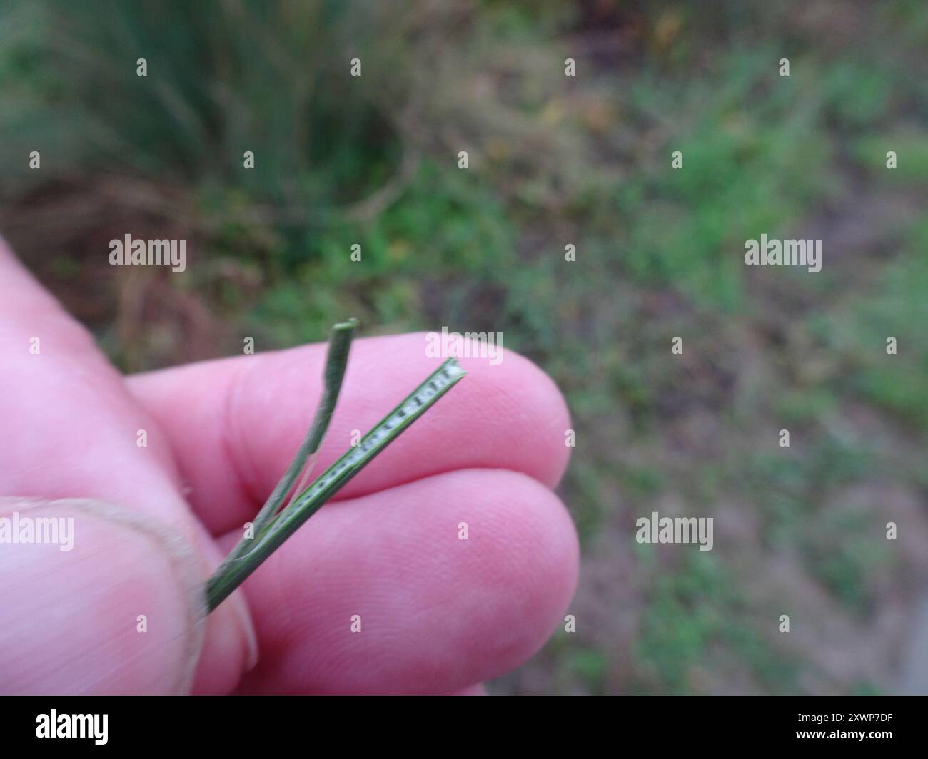 Hard Rush (Juncus inflexus) Plantae Stock Photo - Alamy