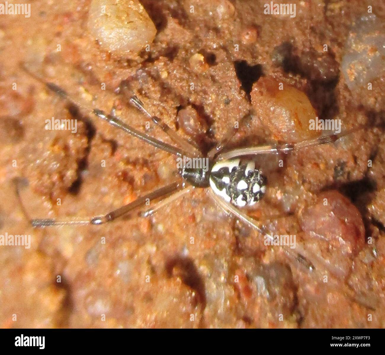 Widow Spiders (Latrodectus) Arachnida Stock Photo - Alamy