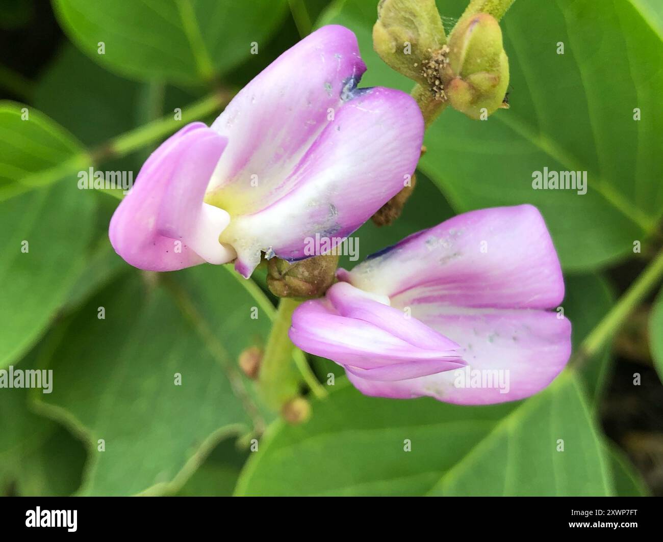 Beach Bean (Canavalia rosea) Plantae Stock Photo - Alamy