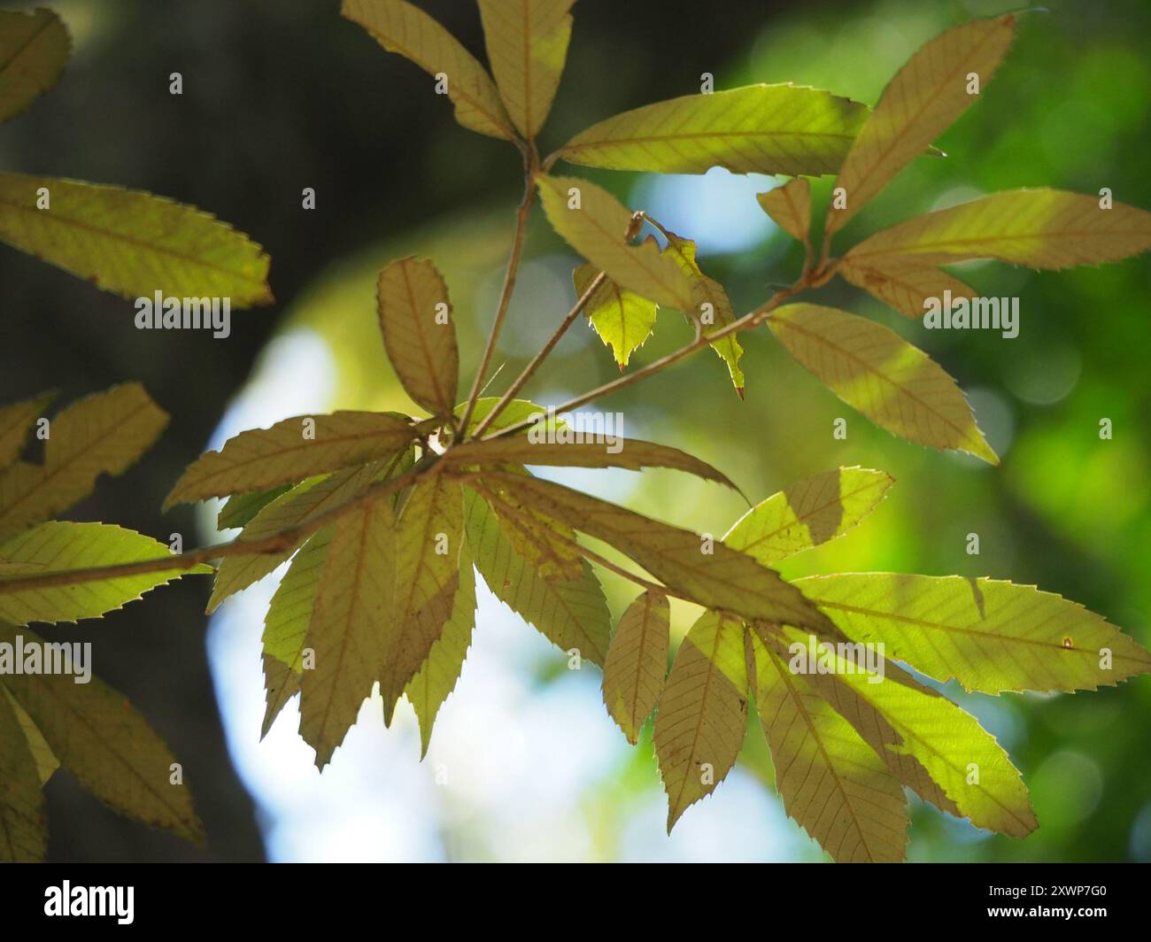 Ichiigashi (Quercus gilva) Plantae Stock Photo - Alamy