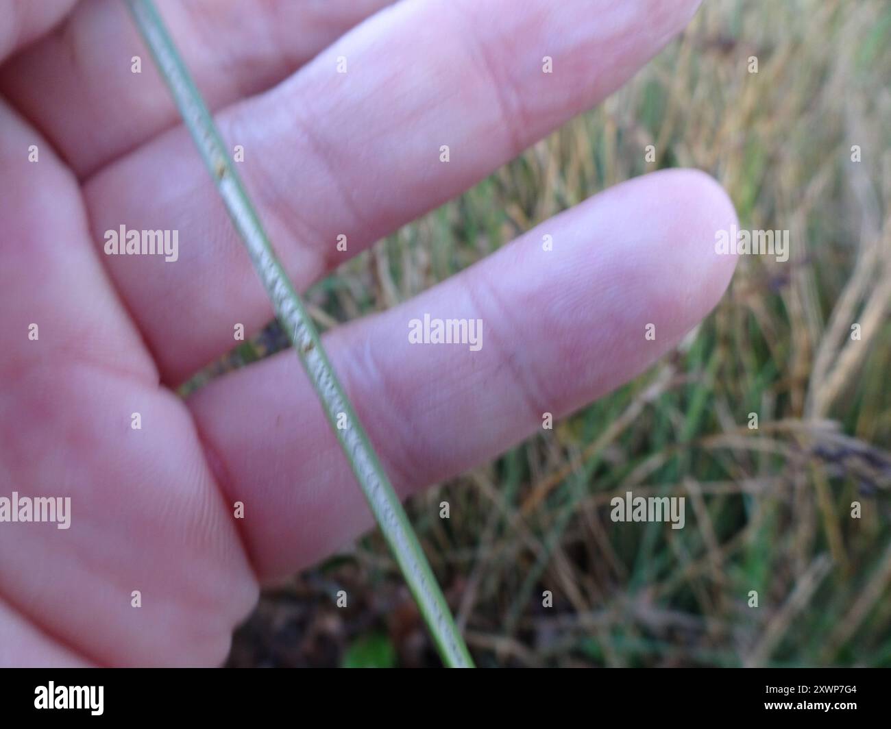 Hard Rush (Juncus inflexus) Plantae Stock Photo - Alamy