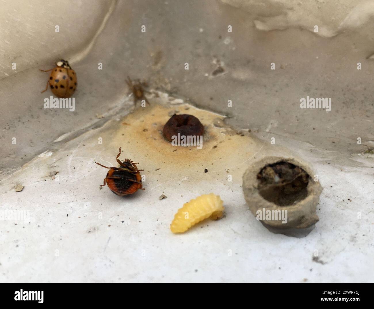Ants, Bees, Wasps, and Sawflies (Hymenoptera) Insecta Stock Photo - Alamy