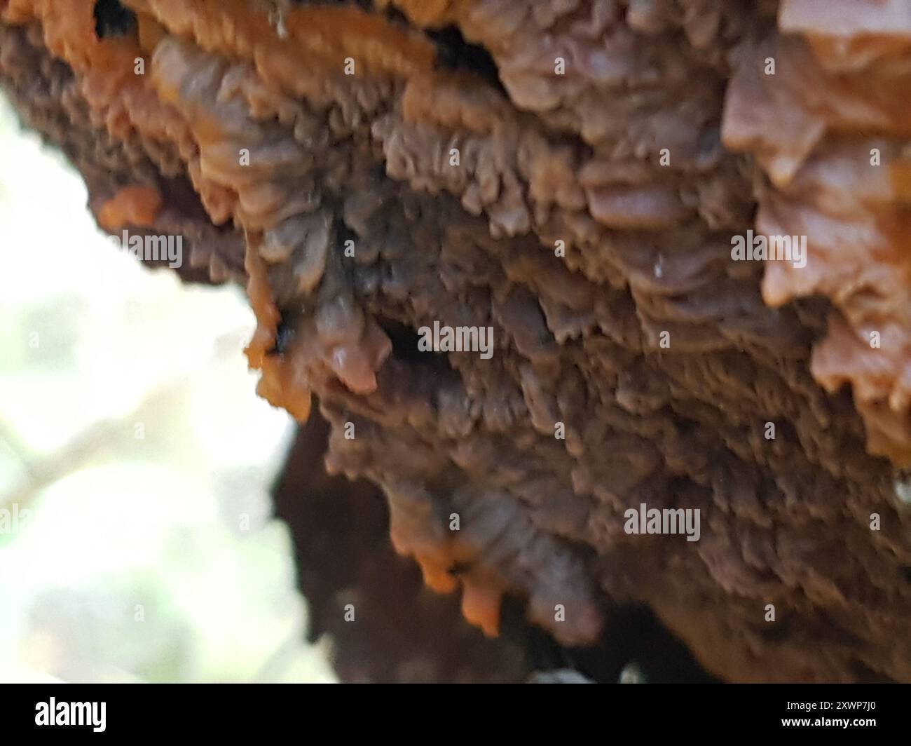 Wrinkled crust fungi hi-res stock photography and images - Alamy