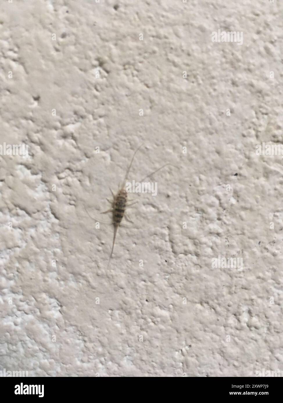 Firebrat hi-res stock photography and images - Alamy