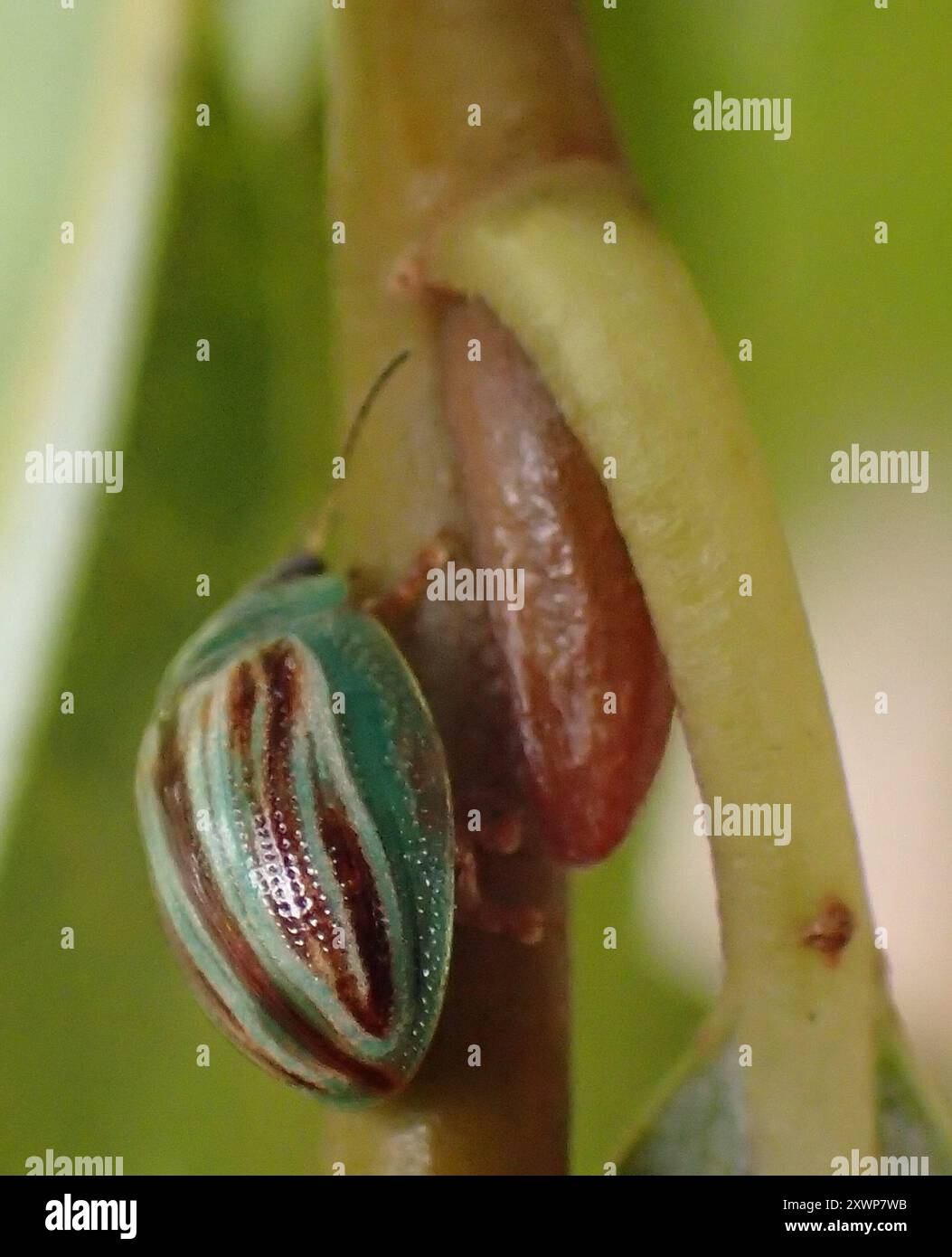 Fireblight Leaf Beetle (Peltoschema orphana) Insecta Stock Photo - Alamy