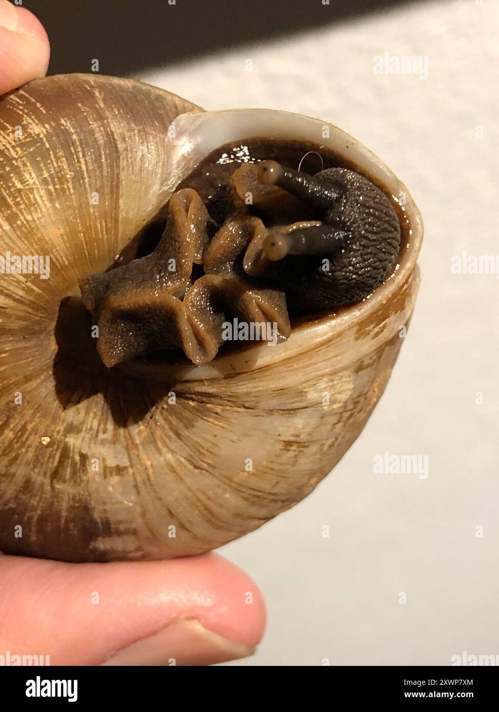 Puerto Rican Tree Snail (Caracolus caracolla) Mollusca Stock Photo - Alamy