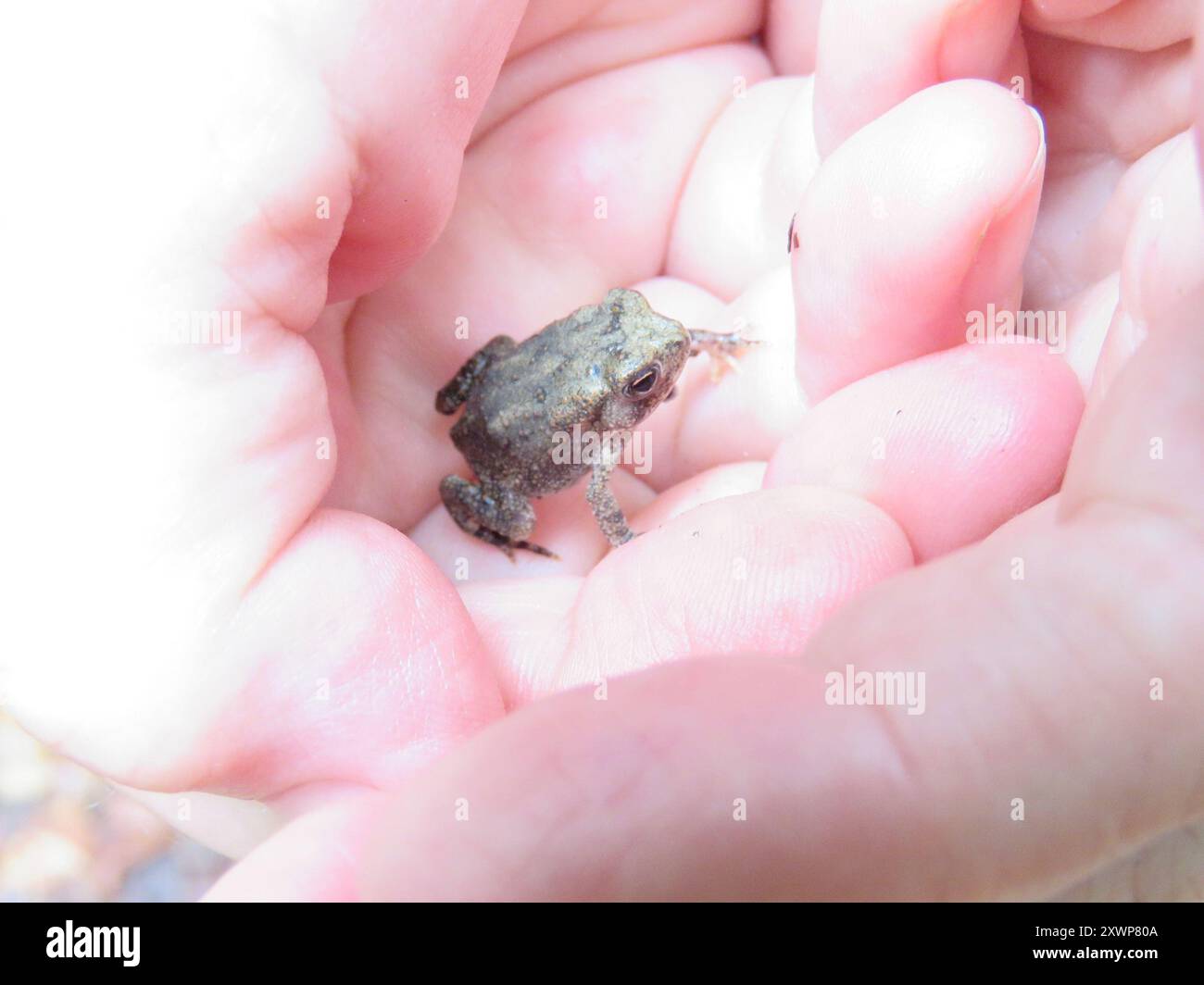 Fowler's and Woodhouse's Toads (Anaxyrus fowleri) Amphibia Stock Photo ...