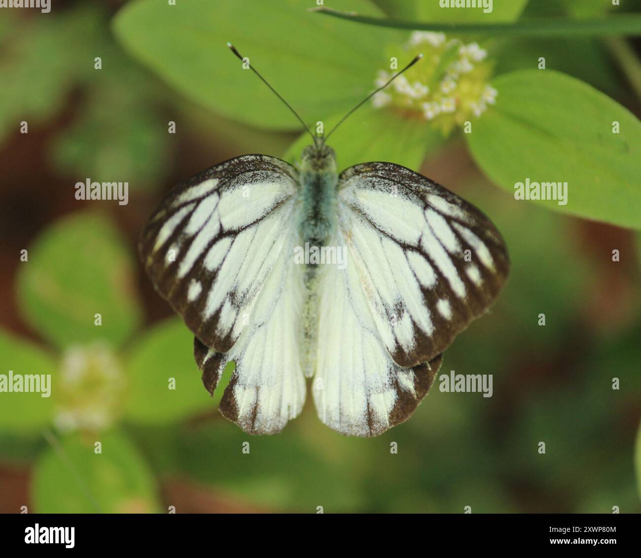 Common Gull (Cepora nerissa) Insecta Stock Photo - Alamy