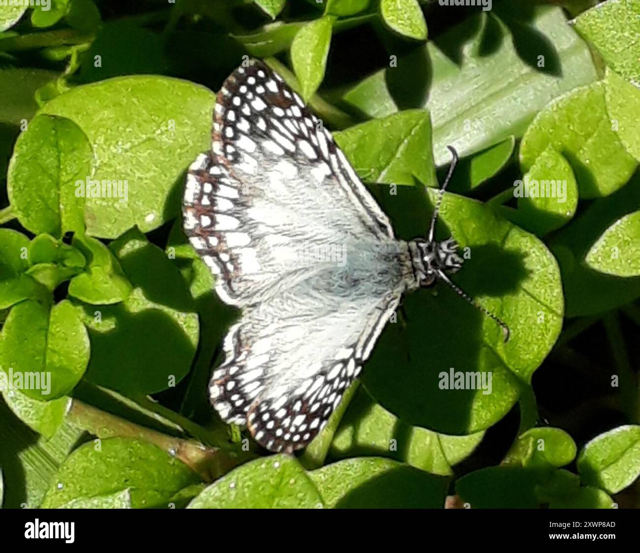 Orcus checkered skipper hi-res stock photography and images - Alamy