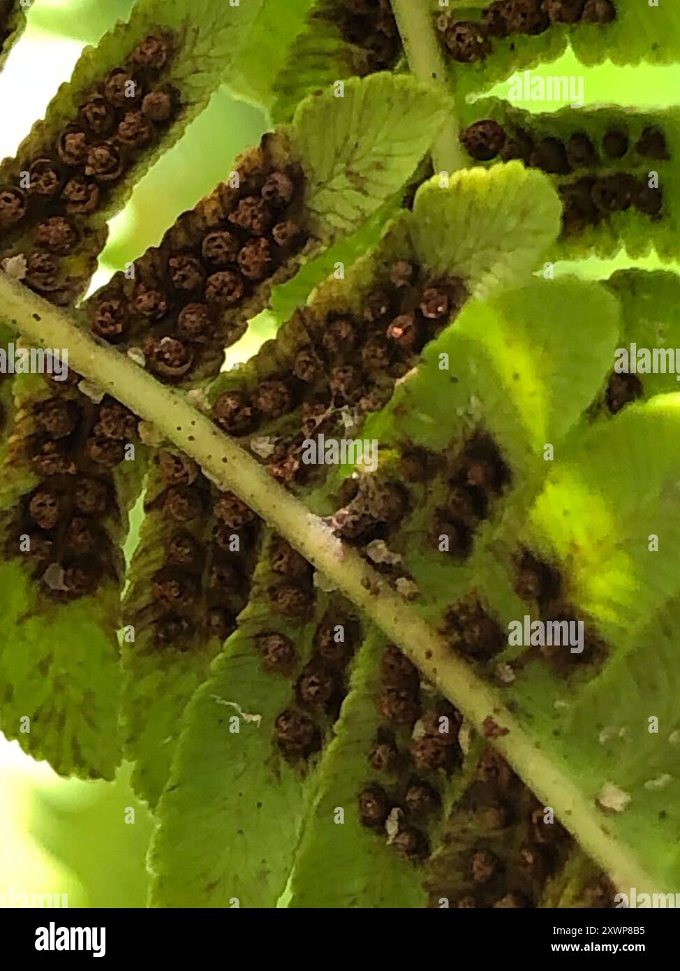 Tree Ferns and Allies (Cyatheales) Plantae Stock Photo - Alamy
