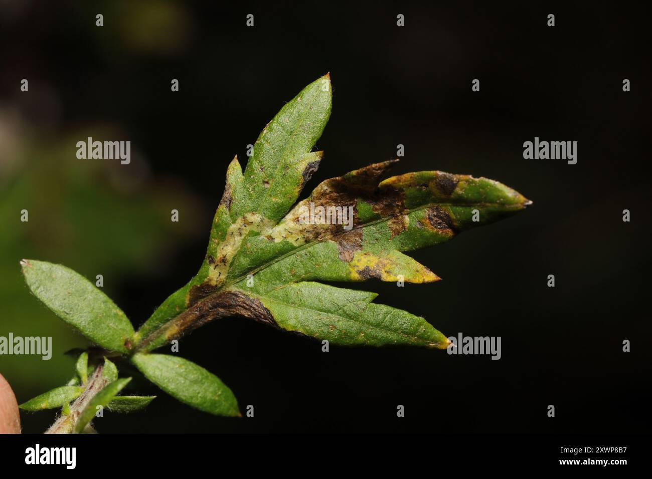 Hemp-agrimony Leafminer (Trypeta zoe) Insecta Stock Photo - Alamy