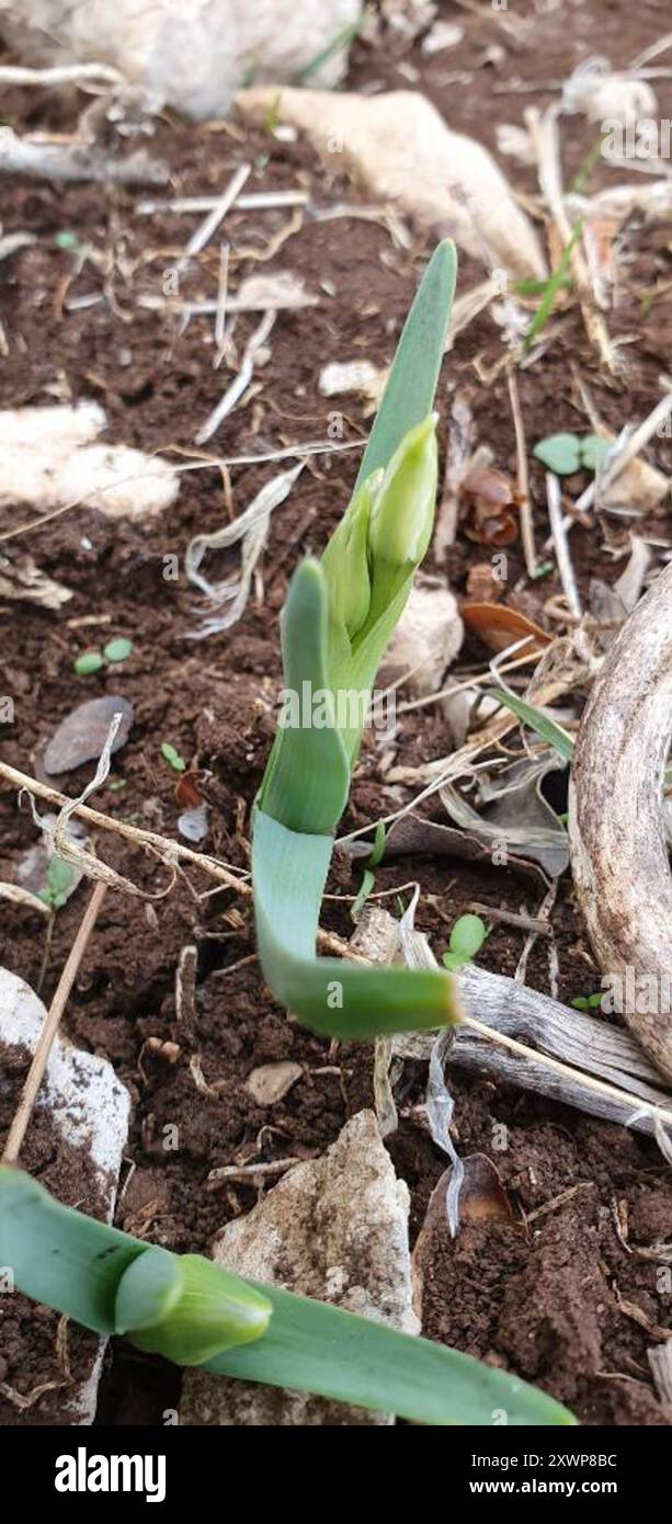 monocots (Liliopsida) Plantae Stock Photo - Alamy
