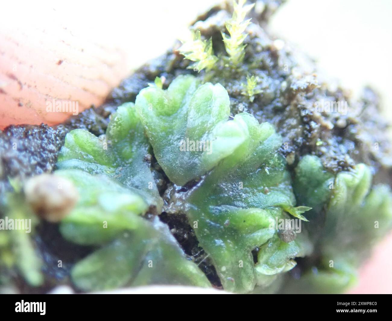 Common Crystalwort (Riccia sorocarpa) Plantae Stock Photo - Alamy