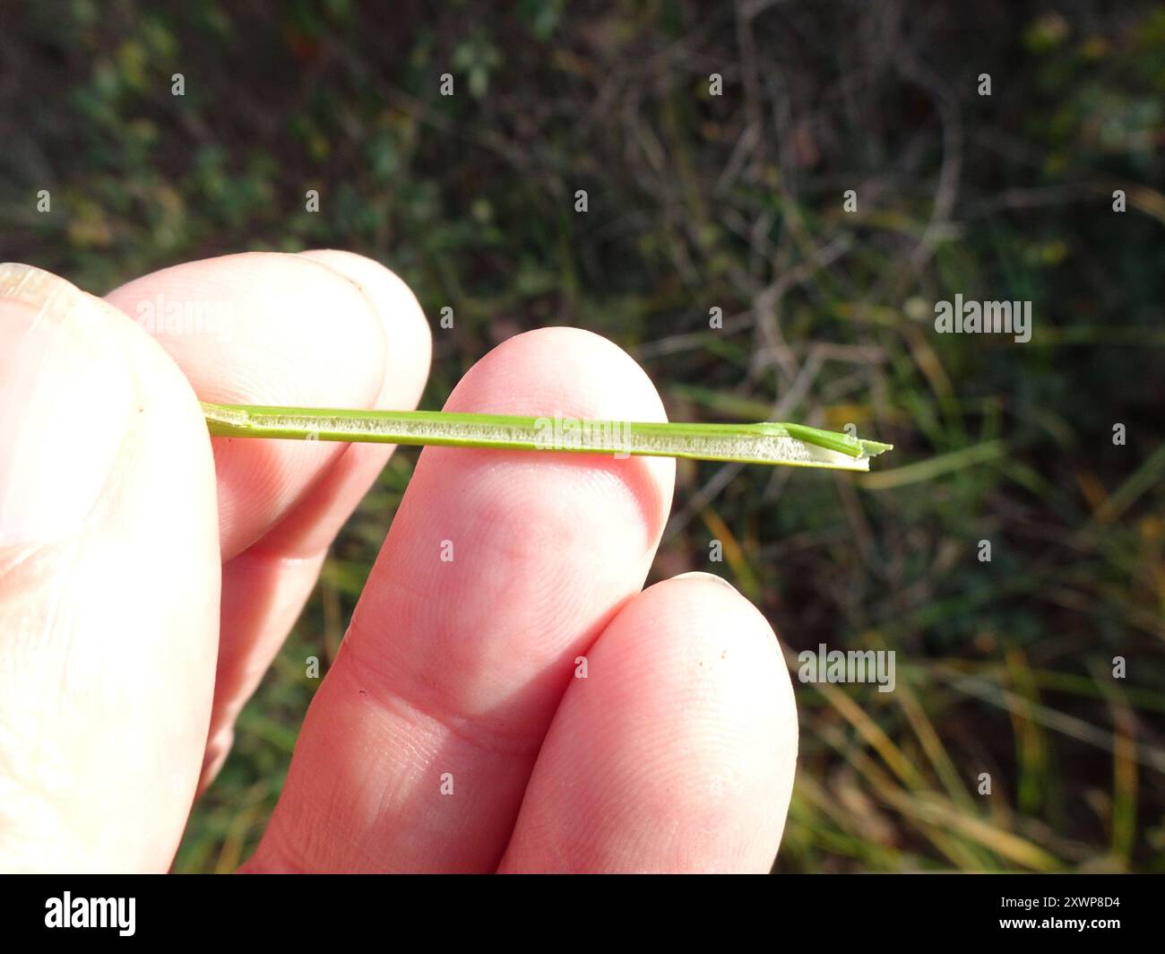 Compact Rush (Juncus conglomeratus) Plantae Stock Photo - Alamy