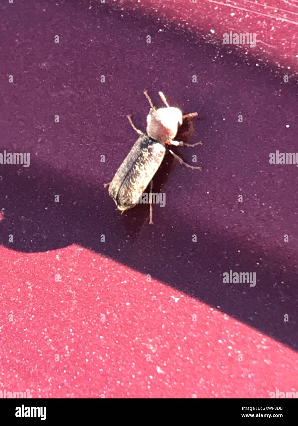 Auger Beetles (Bostrichidae) Insecta Stock Photo - Alamy