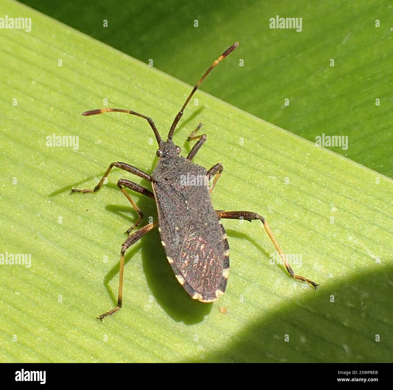 (Gelonus tasmanicus) Insecta Stock Photo - Alamy