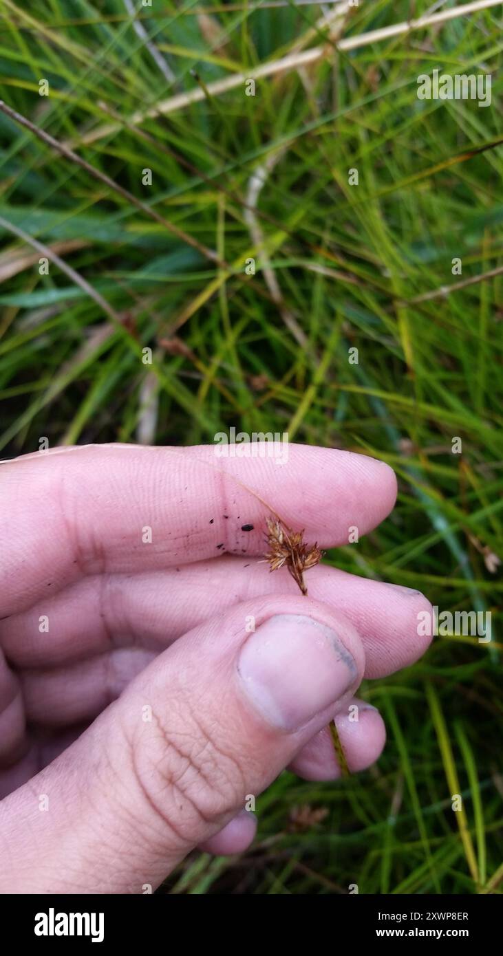 rusty slender sedge (Carex subfusca) Plantae Stock Photo - Alamy