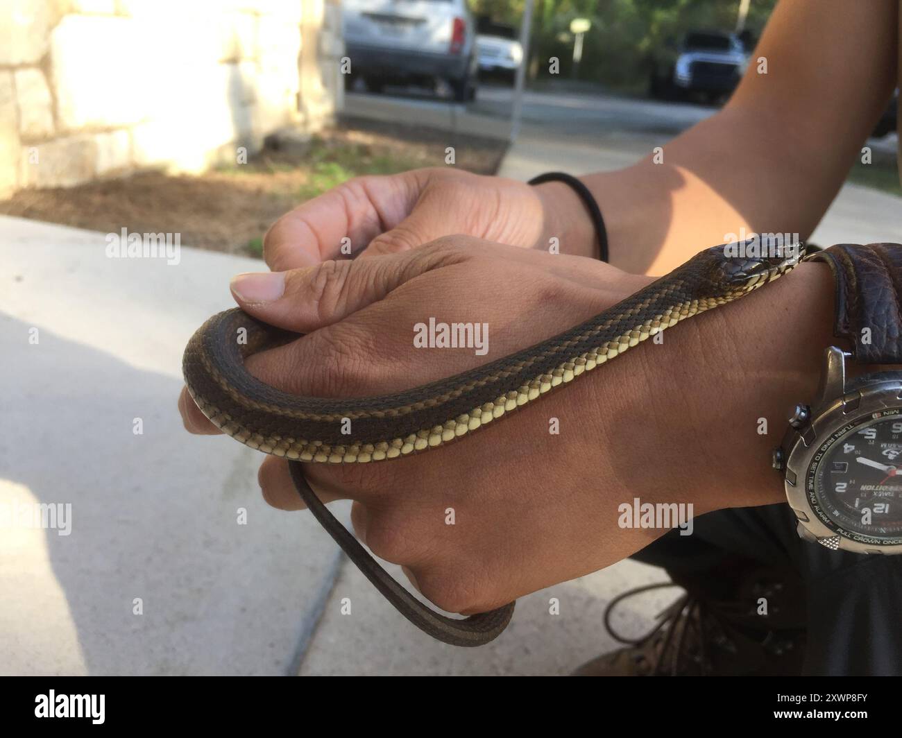 Gulf Saltmarsh Snake (Nerodia clarkii clarkii) Reptilia Stock Photo - Alamy