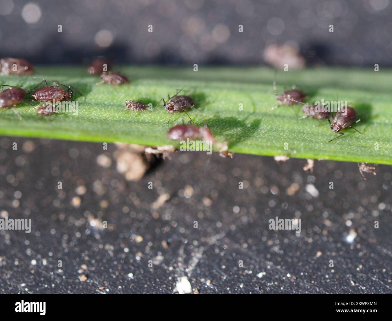 Onion Aphid (Neotoxoptera formosana) Insecta Stock Photo - Alamy