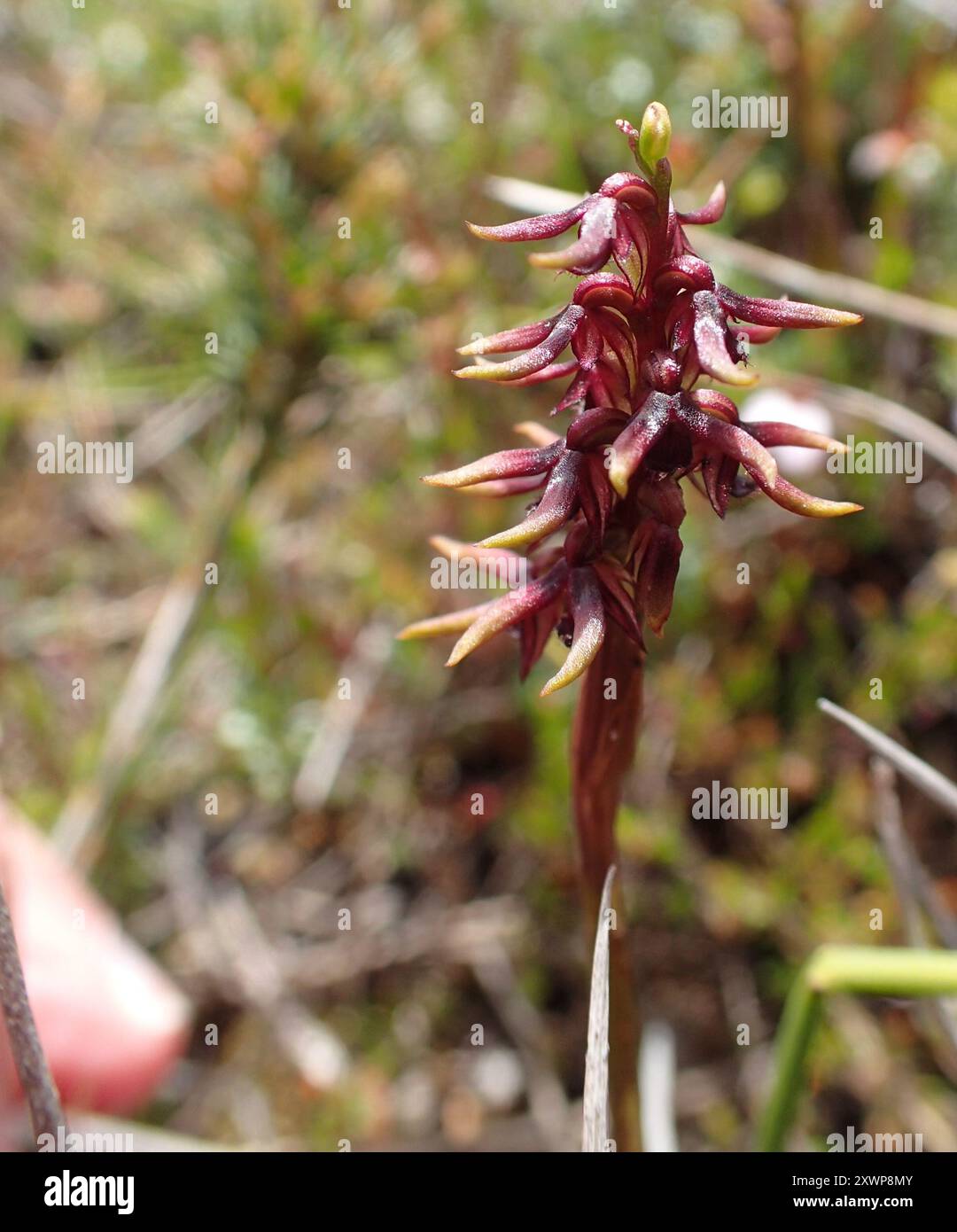 Genoplesium hi-res stock photography and images - Alamy