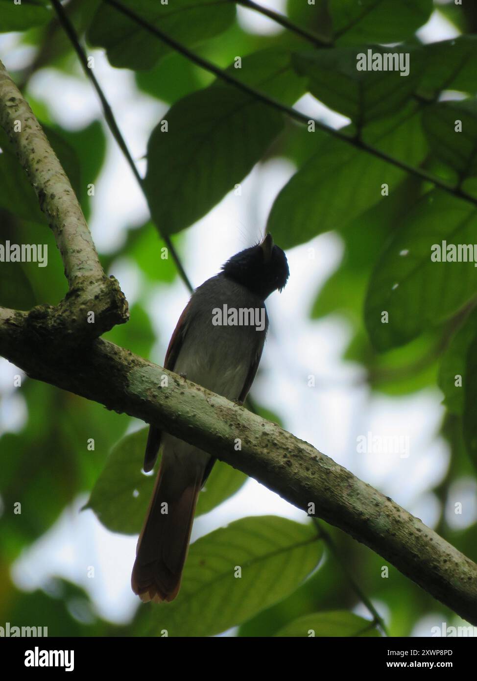 Terpsiphone incei hi-res stock photography and images - Alamy