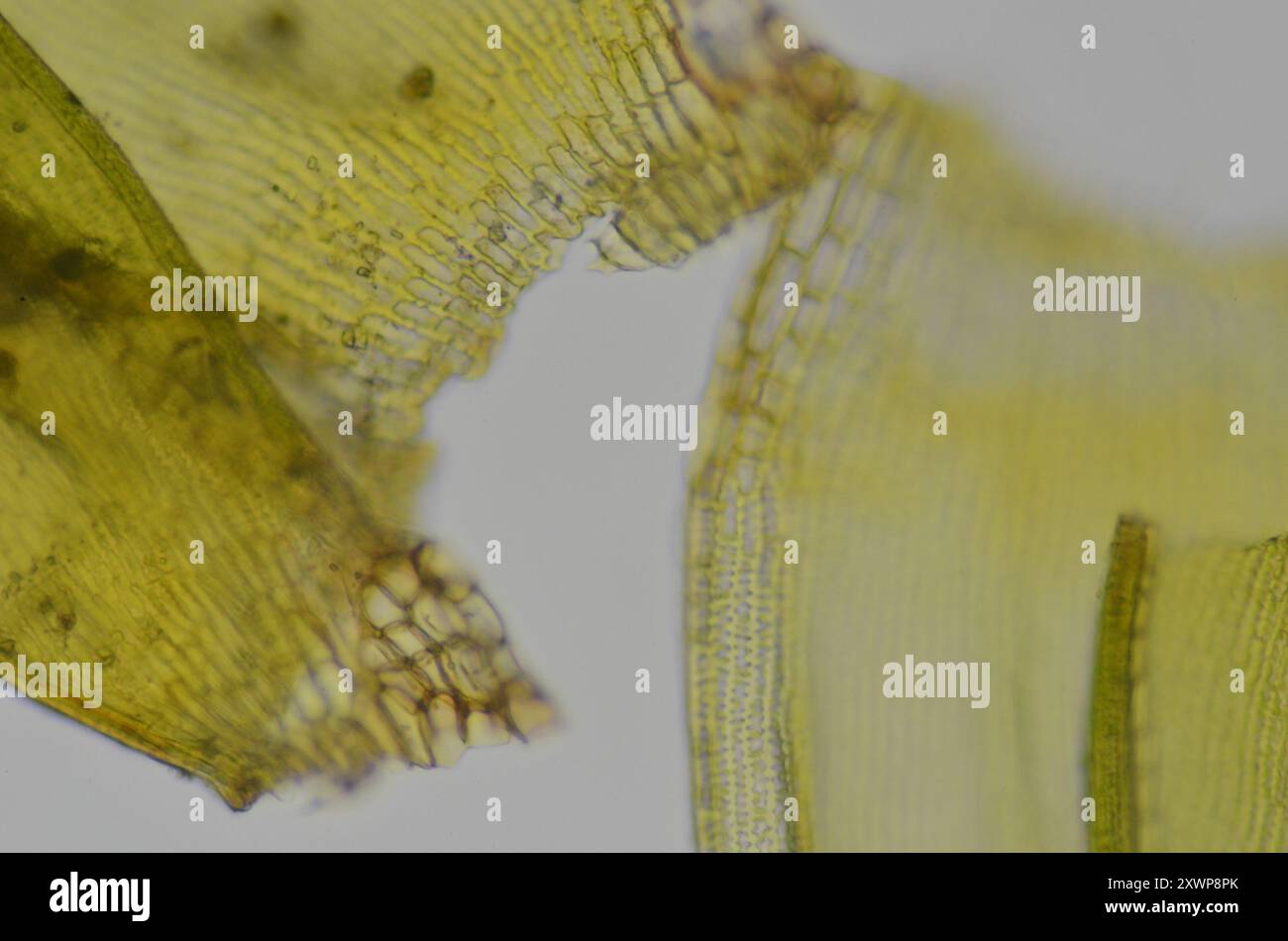 Clustered Rock Moss (Racomitrium fasciculare) Plantae Stock Photo - Alamy