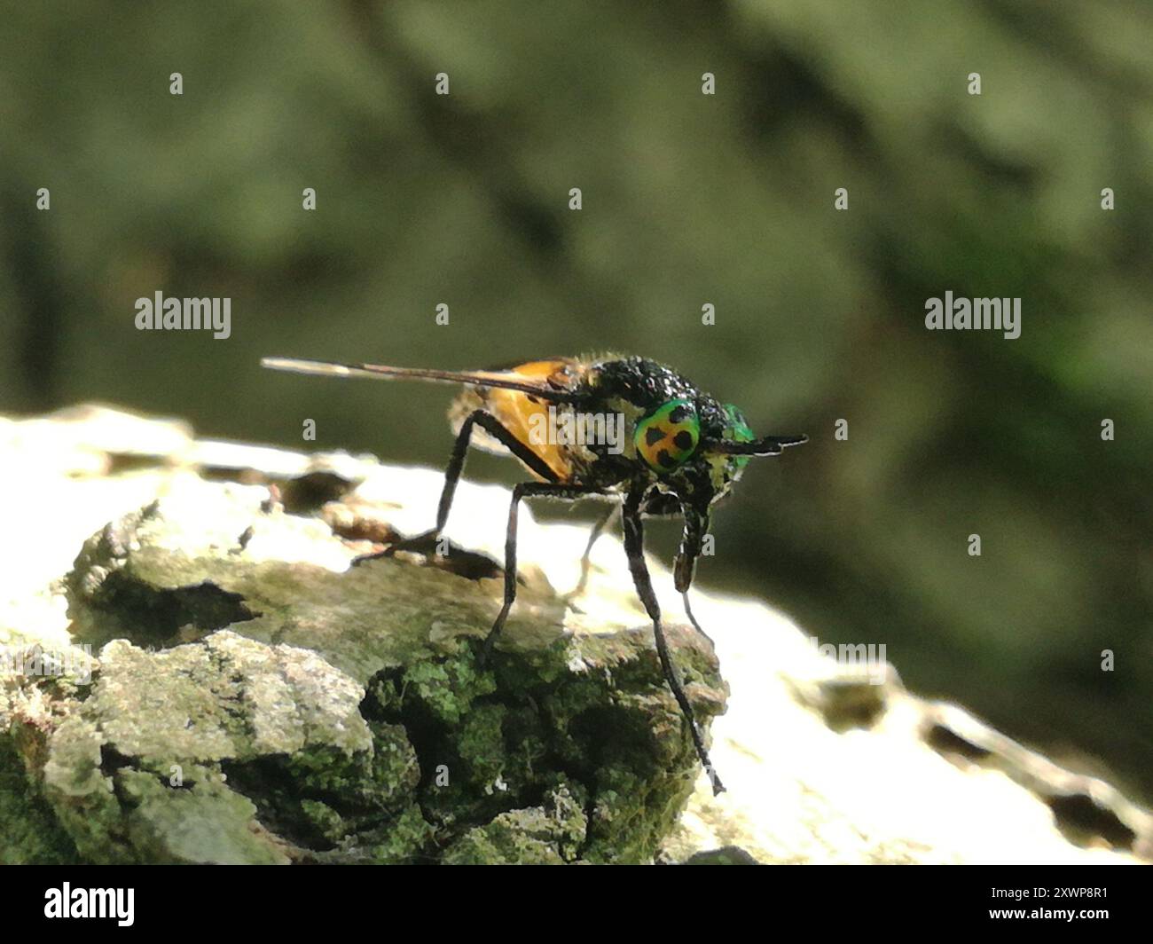 Splayed Deer Fly (Chrysops caecutiens) Insecta Stock Photo - Alamy