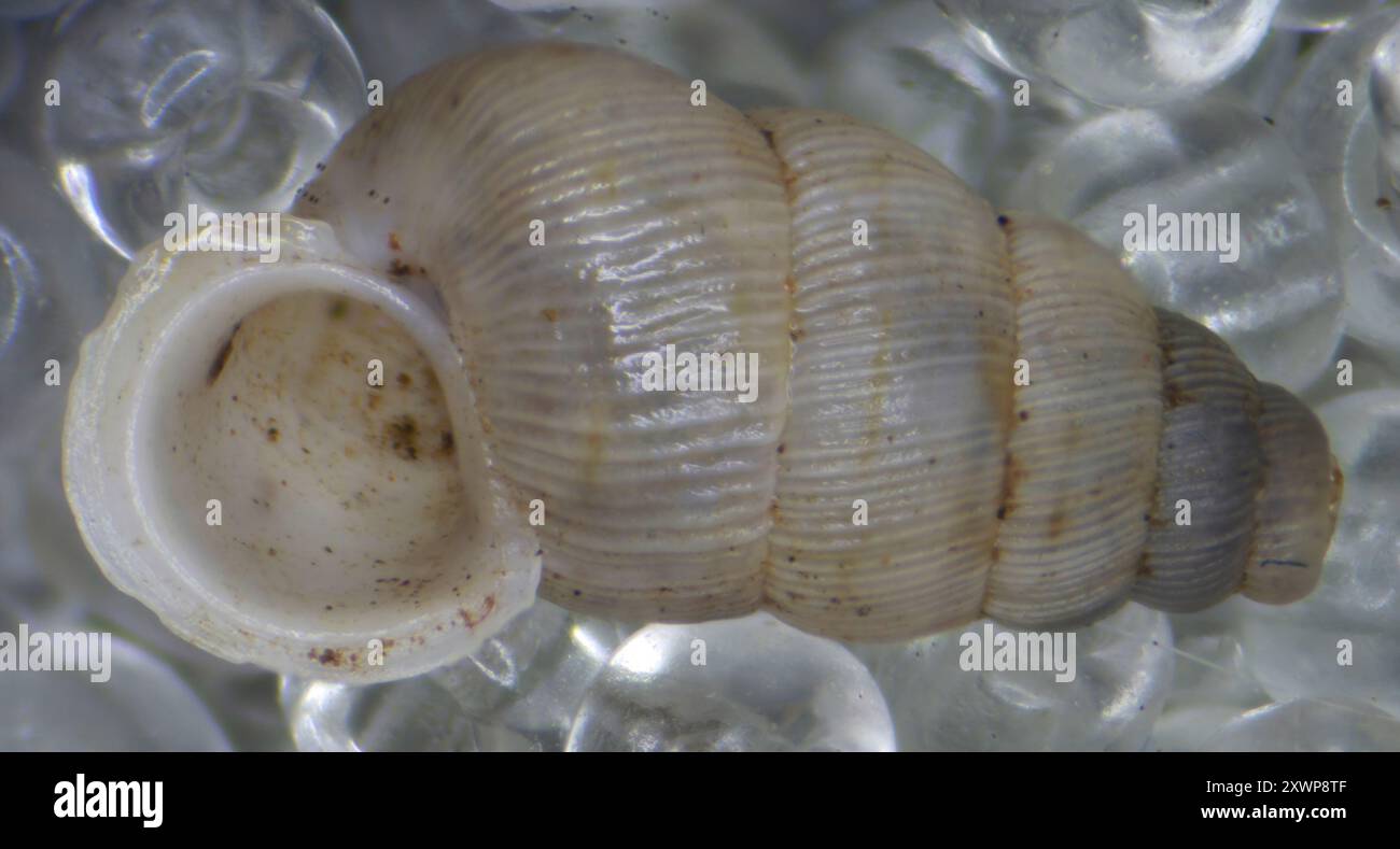 Cochlostoma hi-res stock photography and images - Alamy
