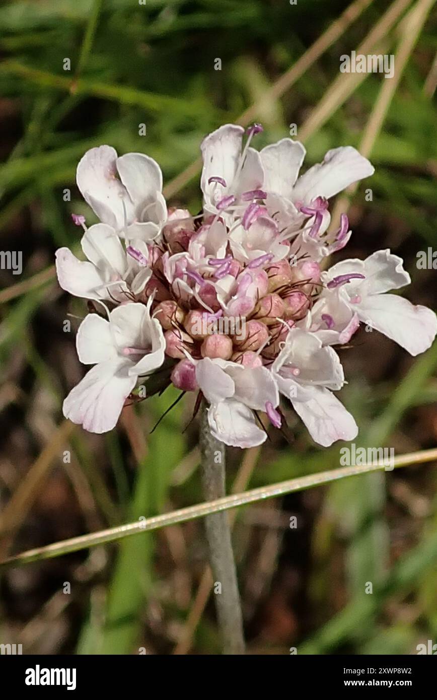 Small Scabious (Scabiosa columbaria) Plantae Stock Photo - Alamy