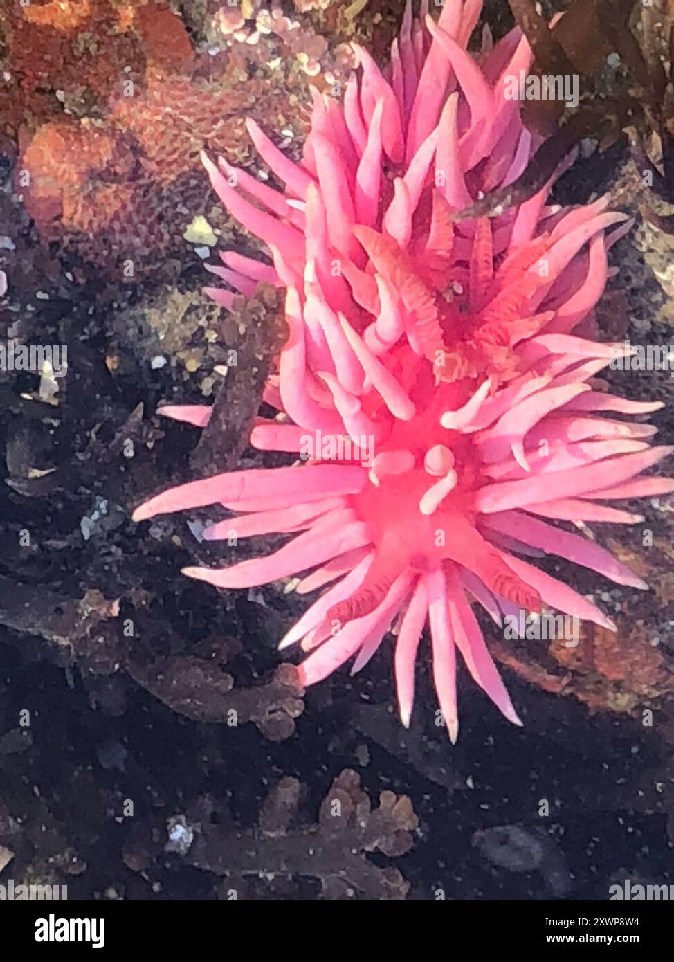 Hopkins' Rose Nudibranch (Ceratodoris rosacea) Mollusca Stock Photo - Alamy