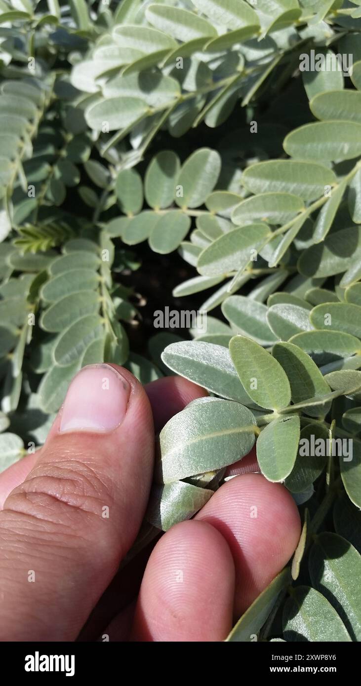 Sesbania tomentosa hi-res stock photography and images - Alamy