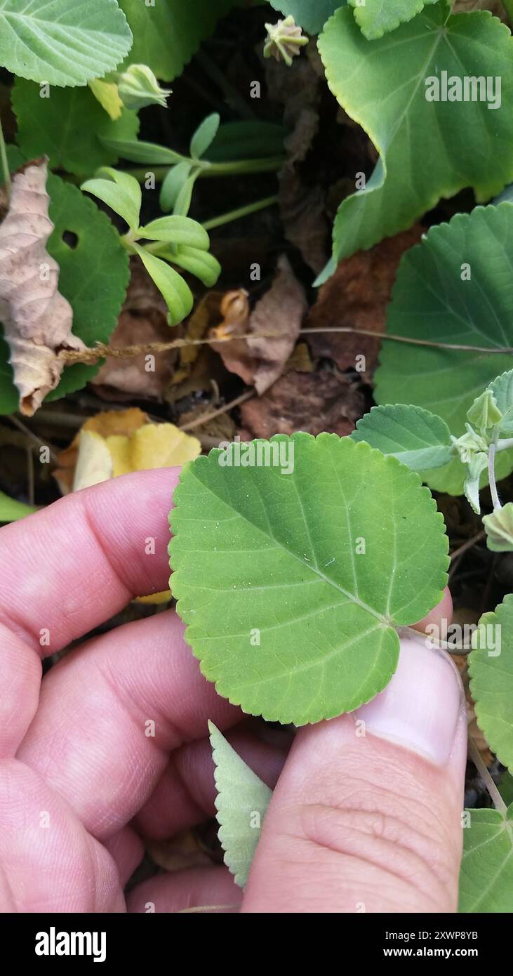 Sida fallax hi-res stock photography and images - Alamy