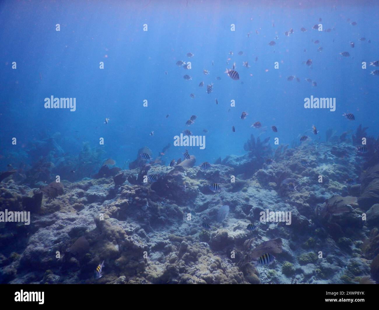 Atlantic Sergeant Major (Abudefduf saxatilis) Actinopterygii Stock ...