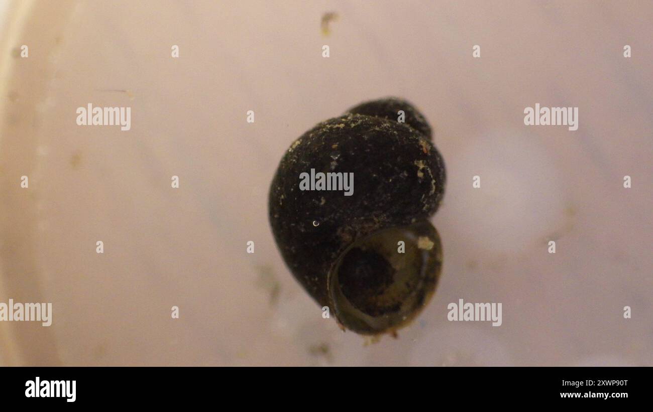 Hydrobiid Mud Snails (Hydrobiidae) Mollusca Stock Photo - Alamy