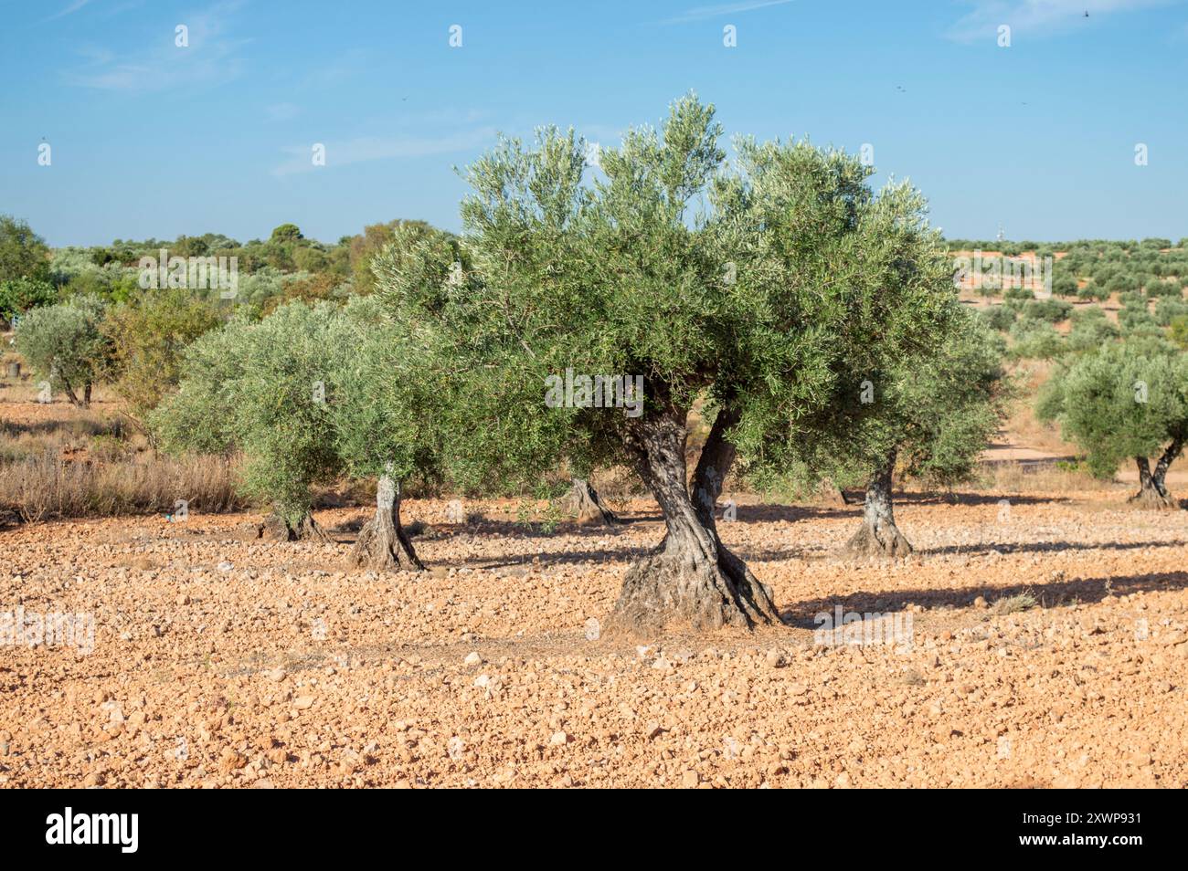 Spanish olive grove landscape in the Mediterranean, source of extra ...