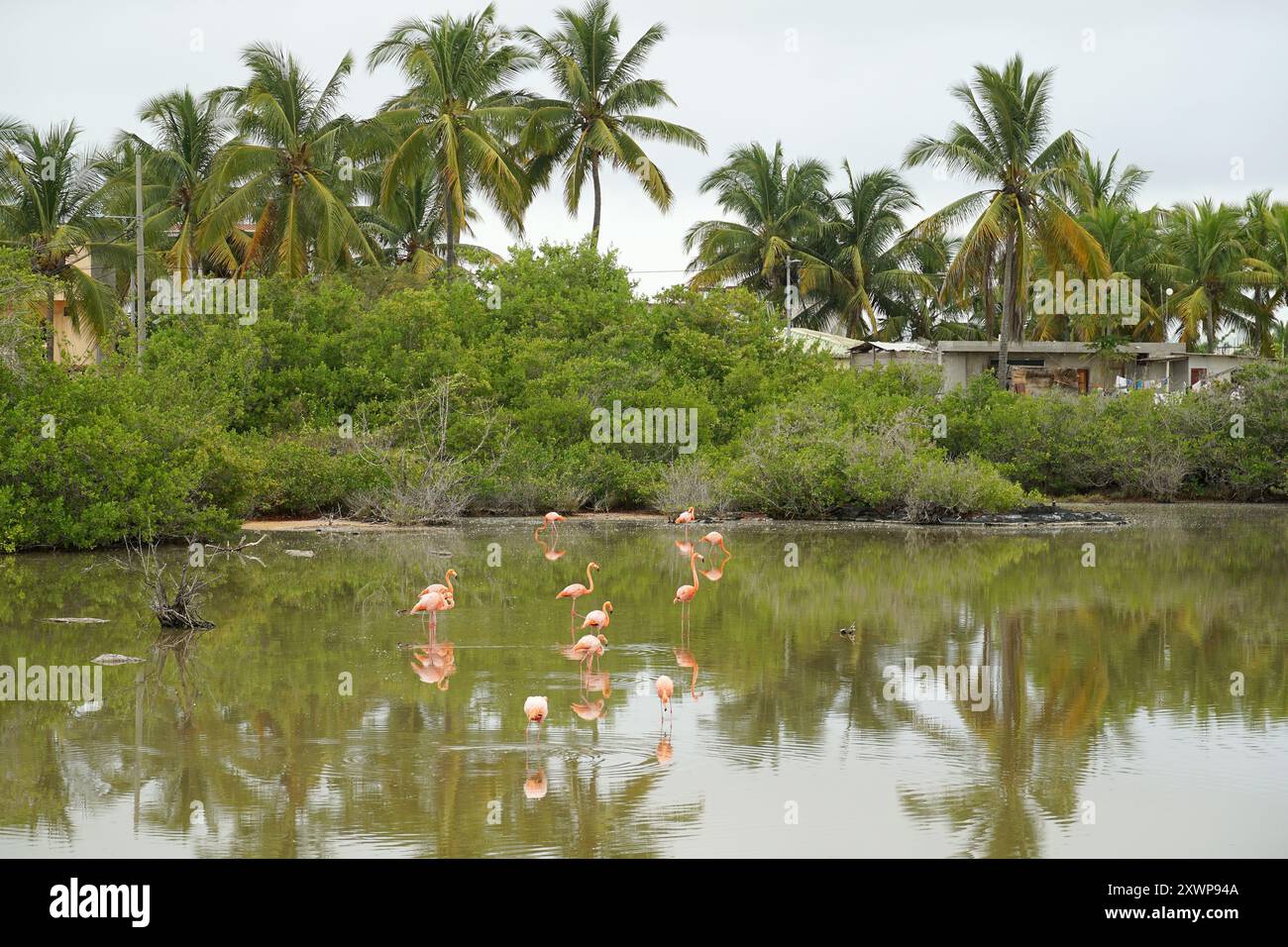 Poza de los Flamingos, Puerto Villamil village, Isabela Island ...