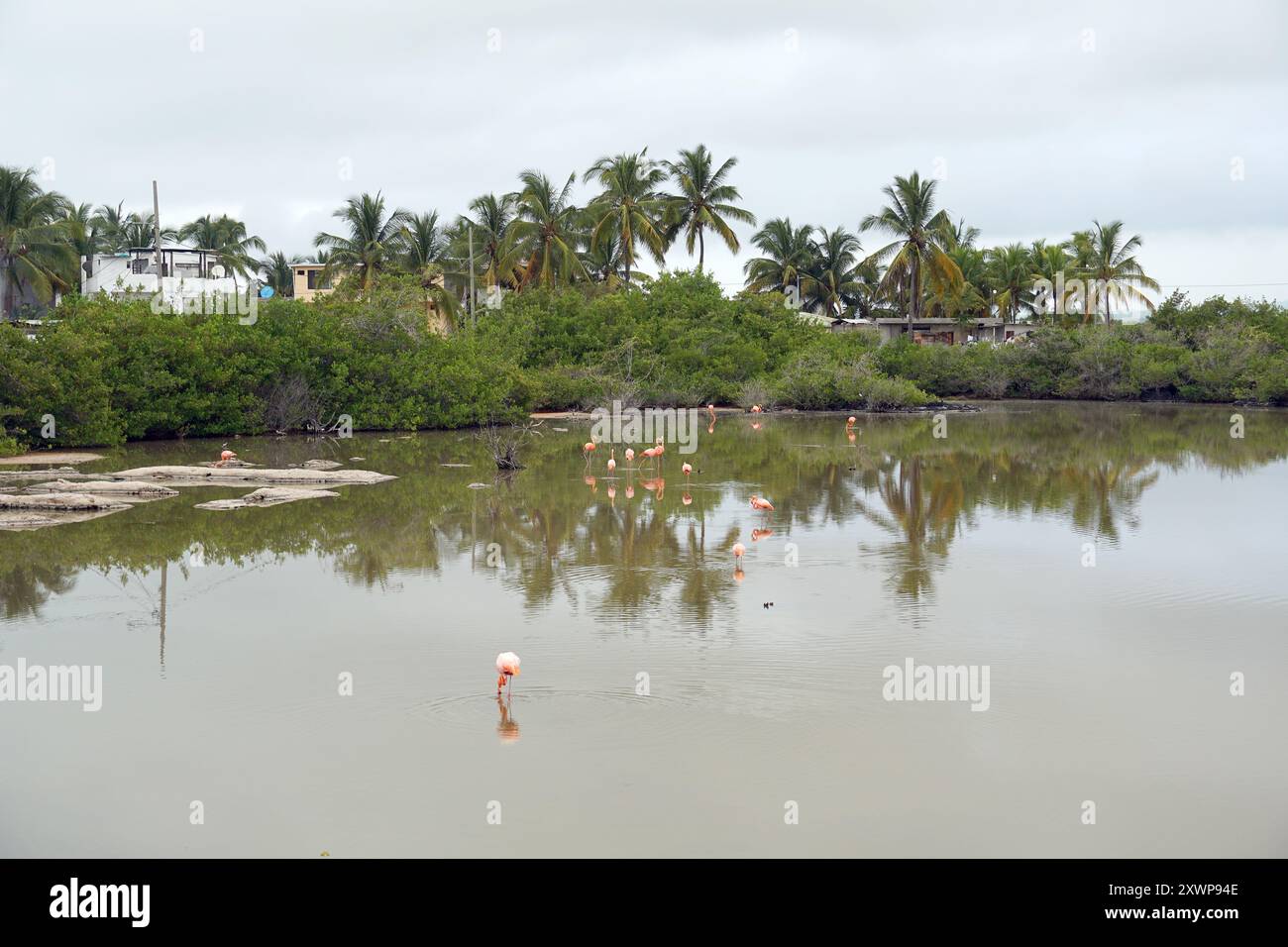 Poza de los Flamingos, Puerto Villamil village, Isabela Island ...