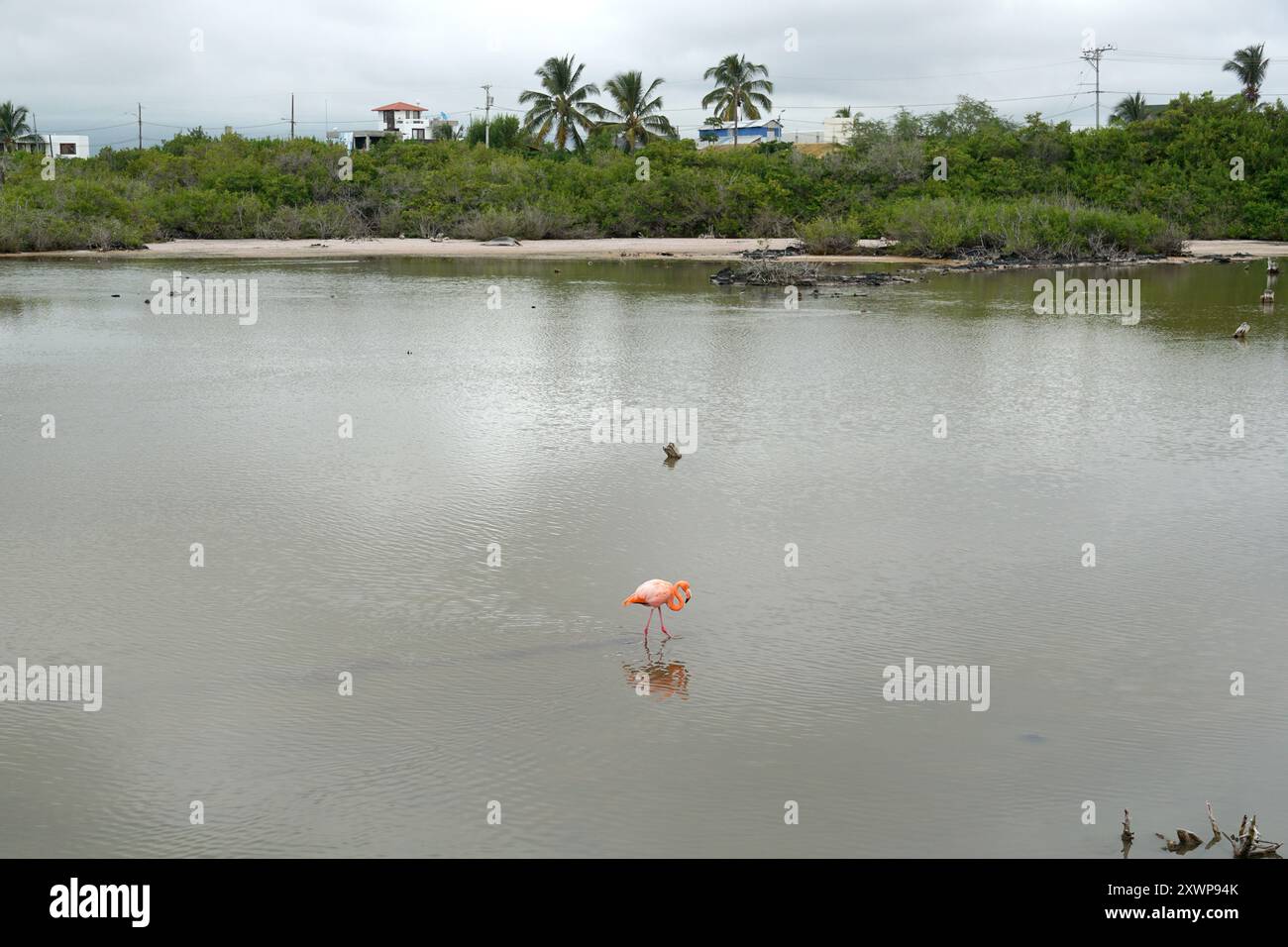 Poza de los Flamingos, Puerto Villamil village, Isabela Island ...