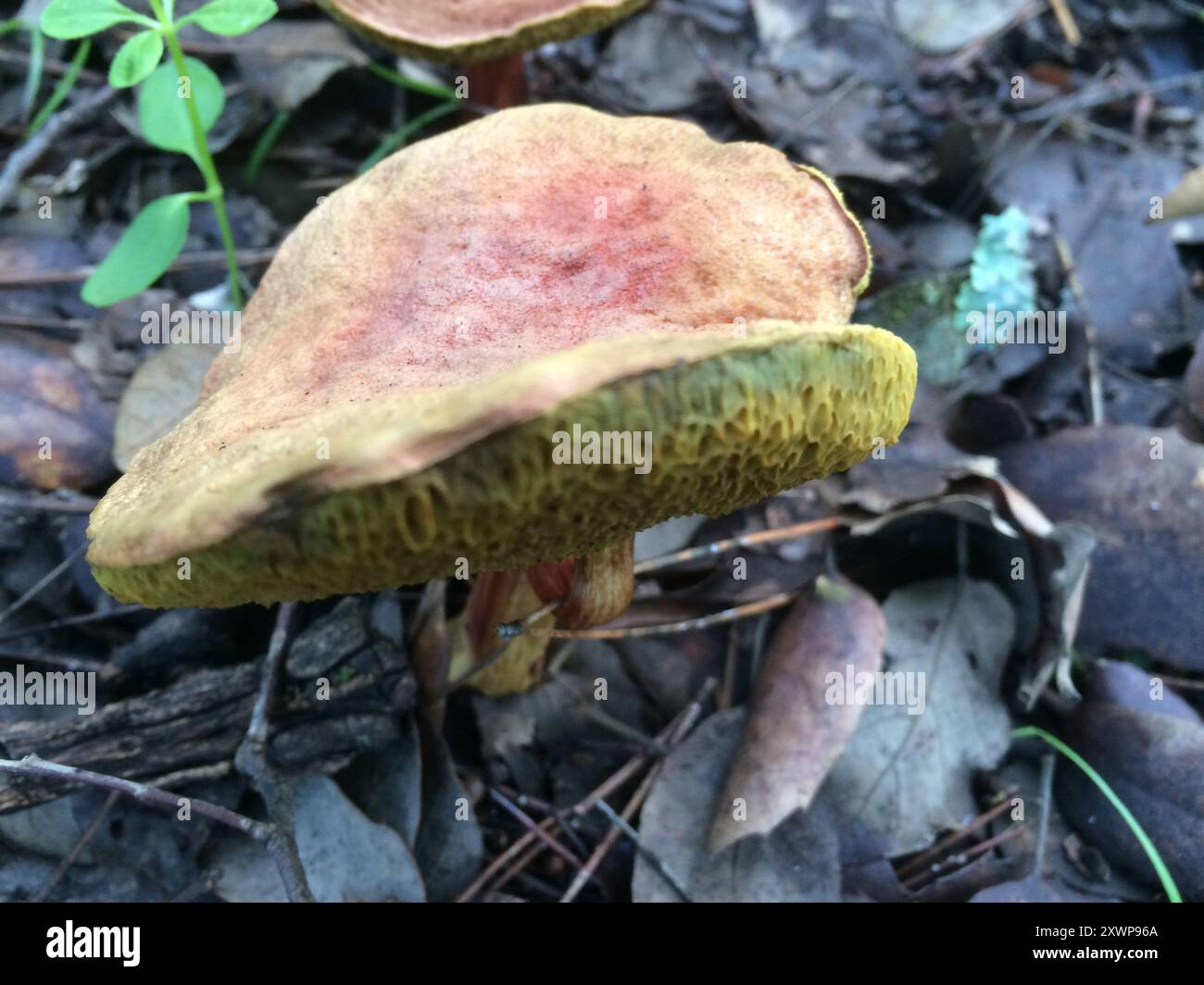 boletes (Boletaceae) Fungi Stock Photo - Alamy