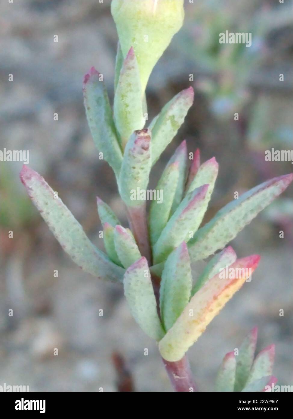 Clusterleaf Brightfig (Lampranthus emarginatus) Plantae Stock Photo - Alamy