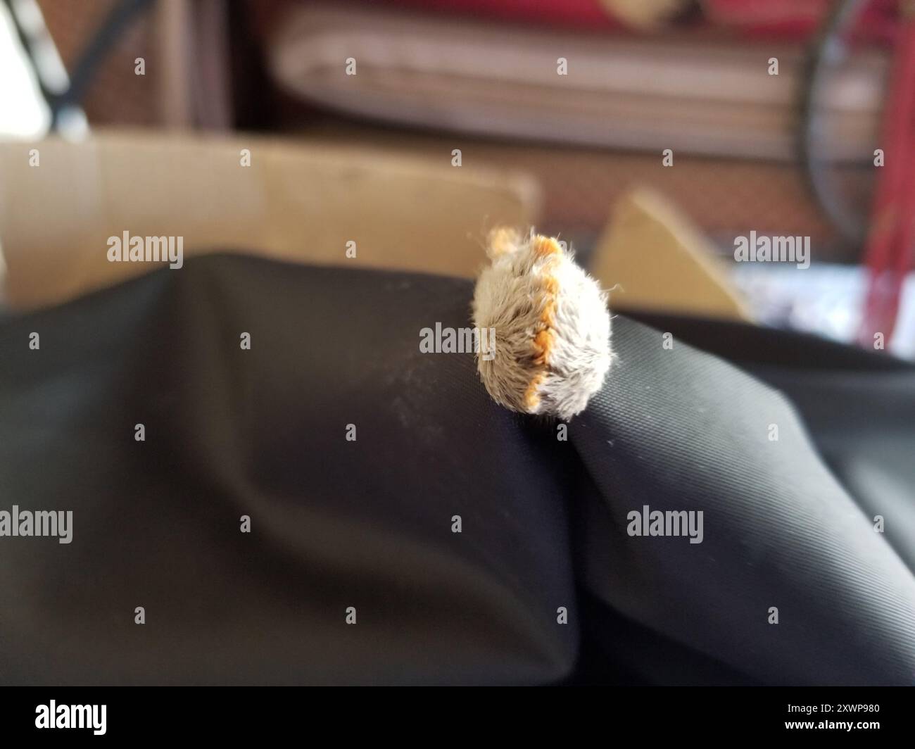 Southern Flannel Moth (Megalopyge opercularis) Insecta Stock Photo - Alamy