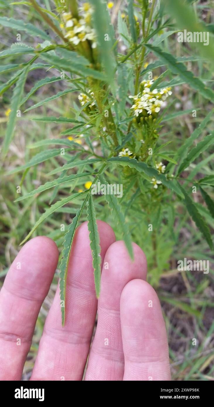 wild marigold (Tagetes minuta) Plantae Stock Photo - Alamy