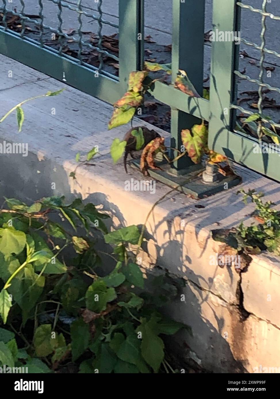 Brown Rat (Rattus norvegicus) Mammalia Stock Photo - Alamy